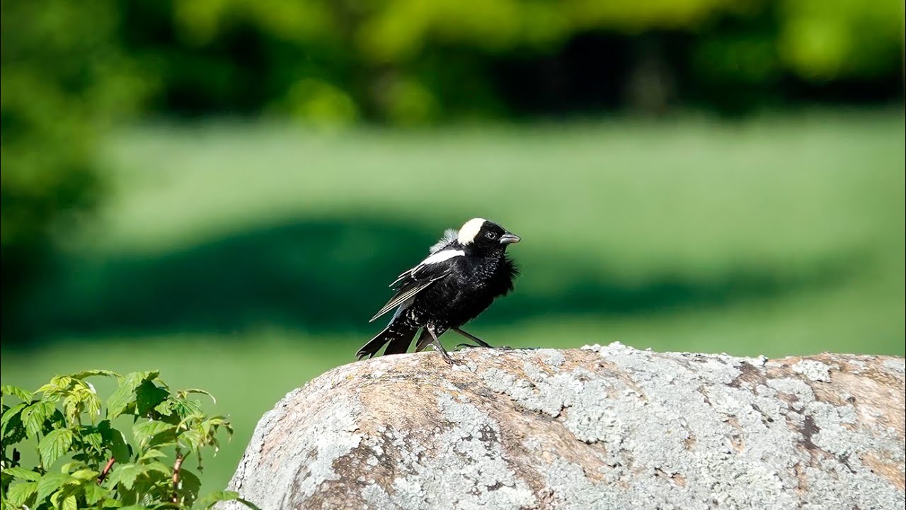 Bobolink Sounds (5 June 2022) - YouTube