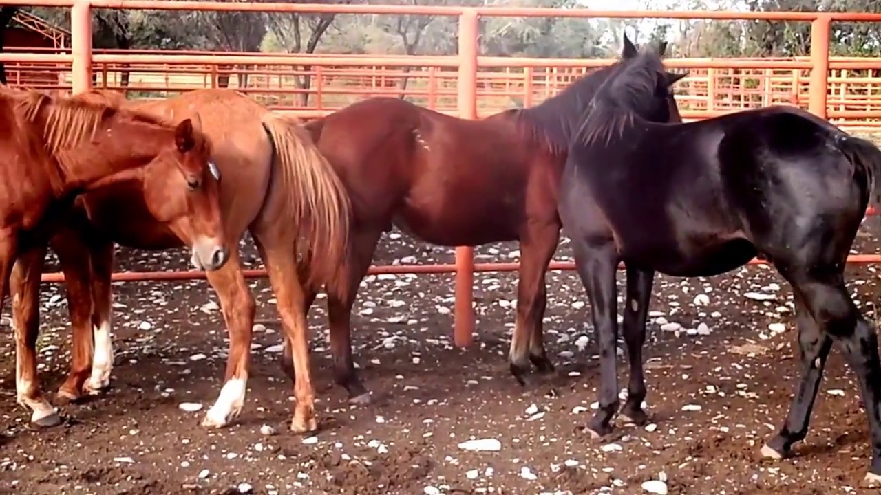 RANCHOLAROSA. POTRILLOS DE AÑO Y MEDIO, (2013) - YouTube