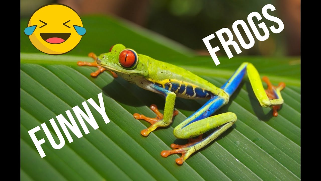 Funny Frogs! Amazing Funny Animals Videos that will make you laugh ...