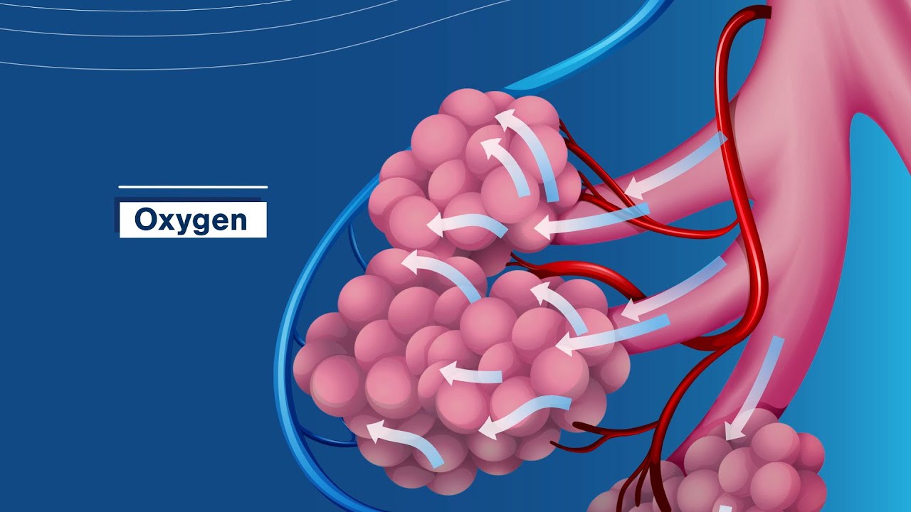 How Breathing Works - YouTube