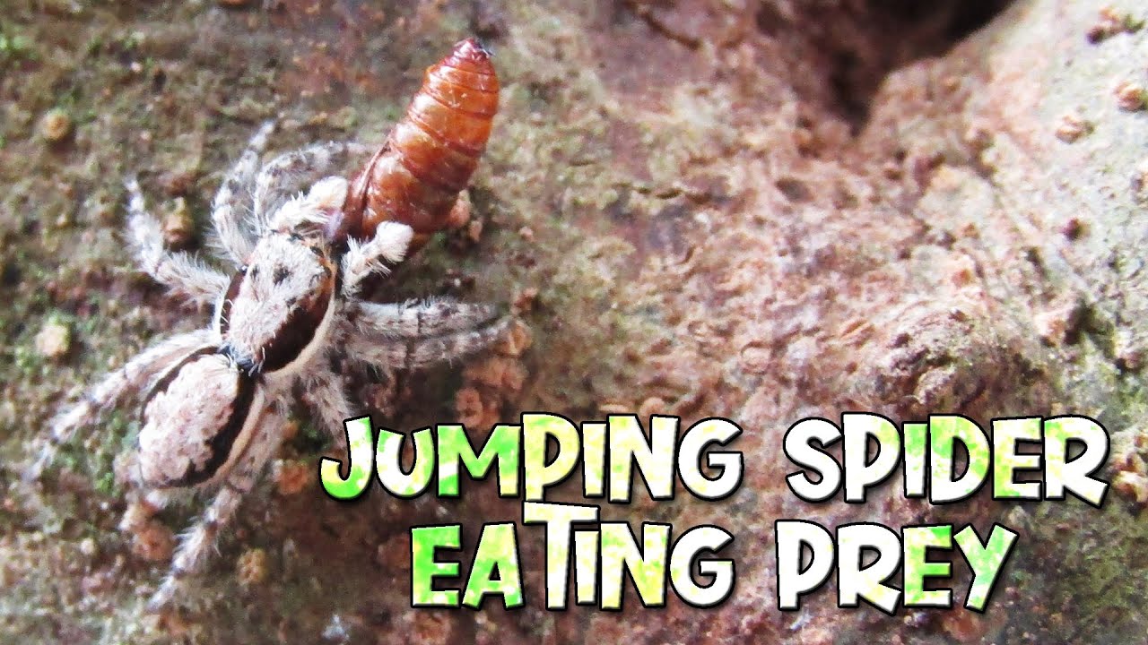 Jumping spider eating cocoon | Jumping spider feeding - YouTube