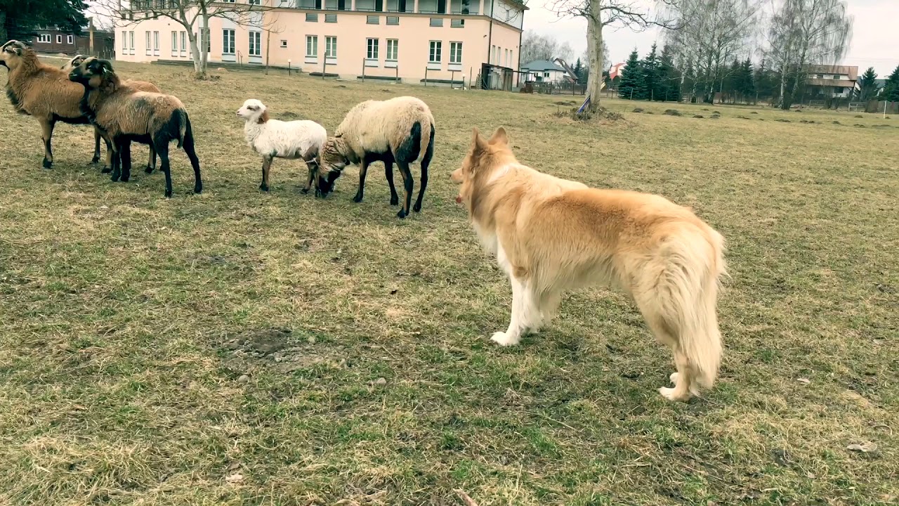 Luke - marzec 2018 - wyprowadzanie i wprowadzanie owiec do koszaru ...