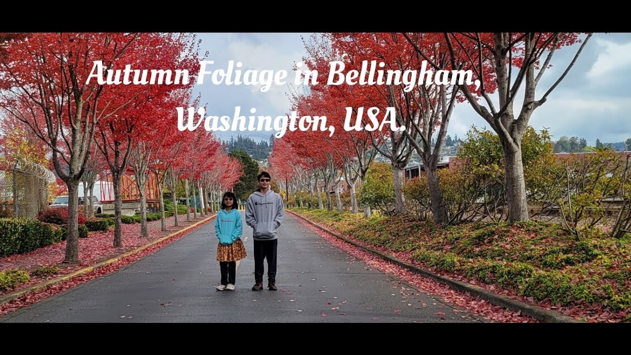 Autumn foliage in Bellingham,Washington USA. - YouTube