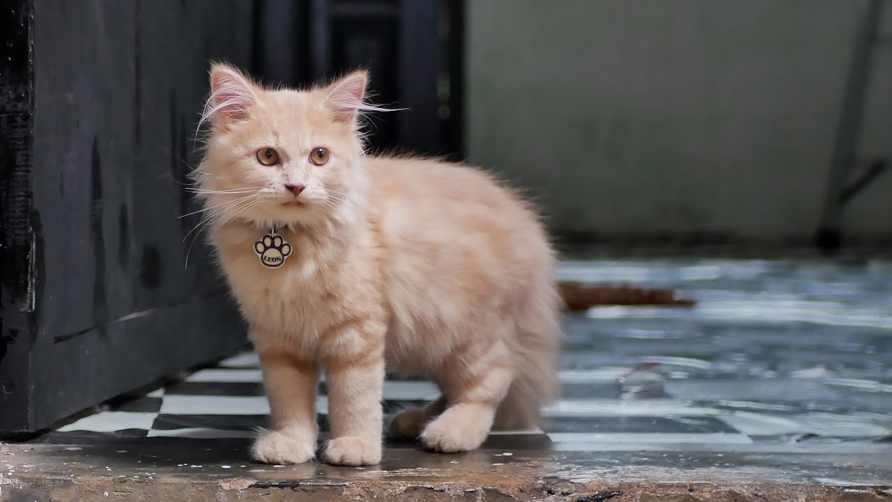 🔴🐾 🐱 Day 41 - Cats Kittens Nonstop Cutest Moments CCTV IP Camera - YouTube