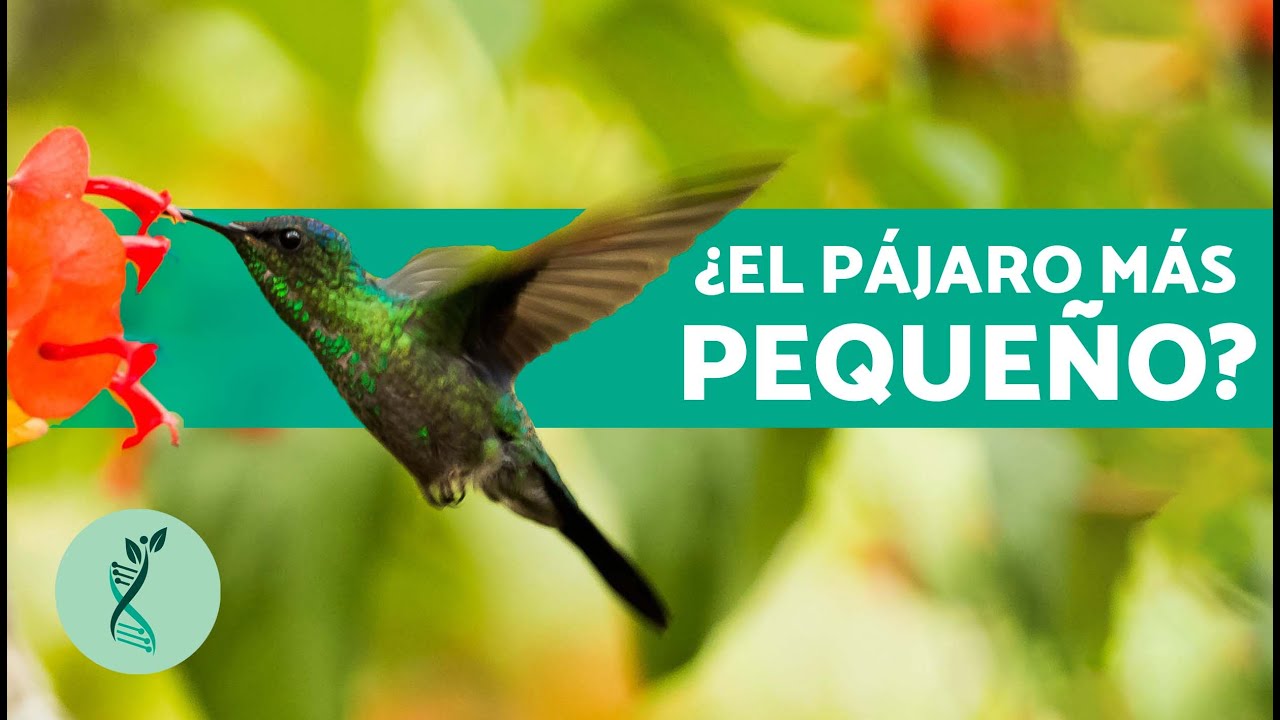 ¿Cómo es de GRANDE un COLIBRÍ? 🌷 (Características, Hábitat y ...