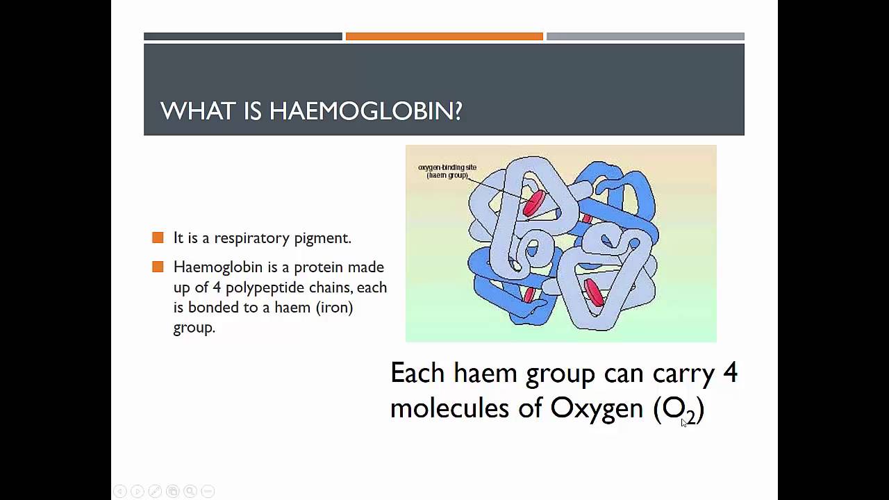 MHS HSC Biology - The adaptive advantage of haemoglobin - YouTube
