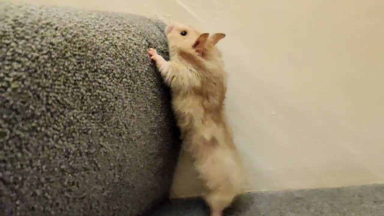 Hamster Climbing Stairs - YouTube