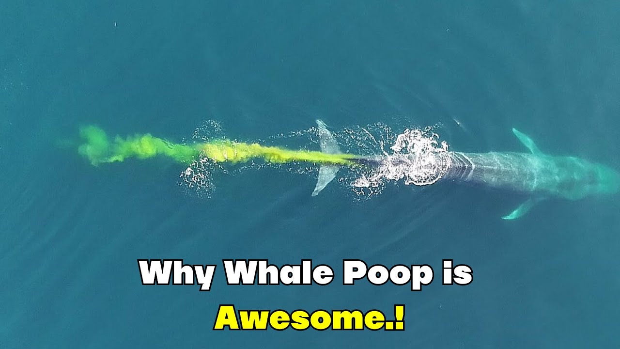 Why Whale Poop is Awesome! - YouTube