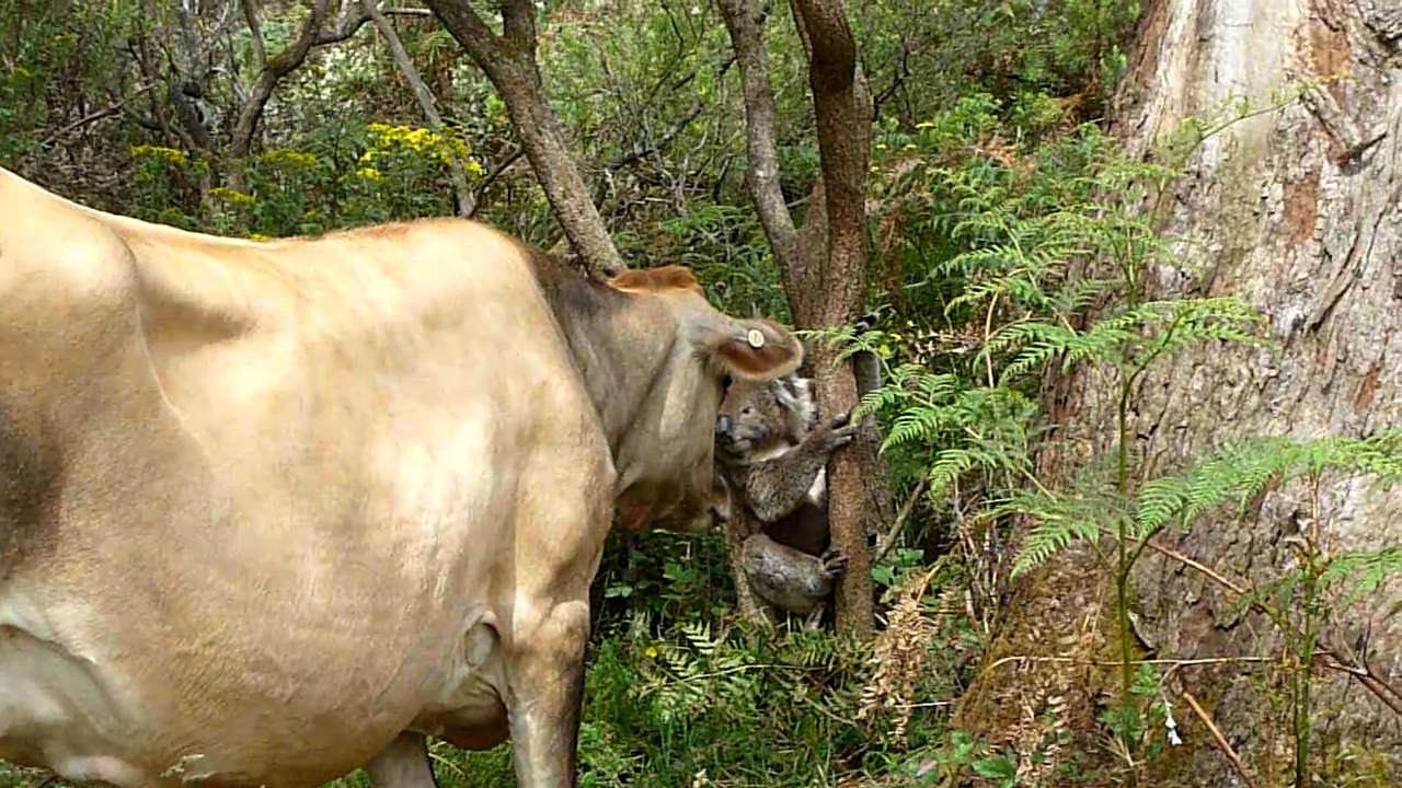 Koala meets Cows in Australia - YouTube