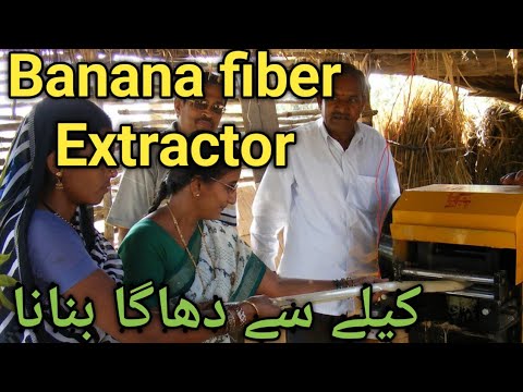 Banana fiber extraction - YouTube