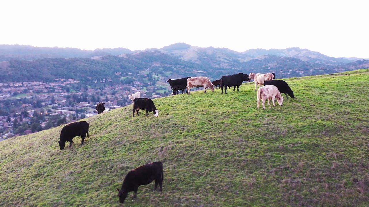 Moraga Cows - YouTube