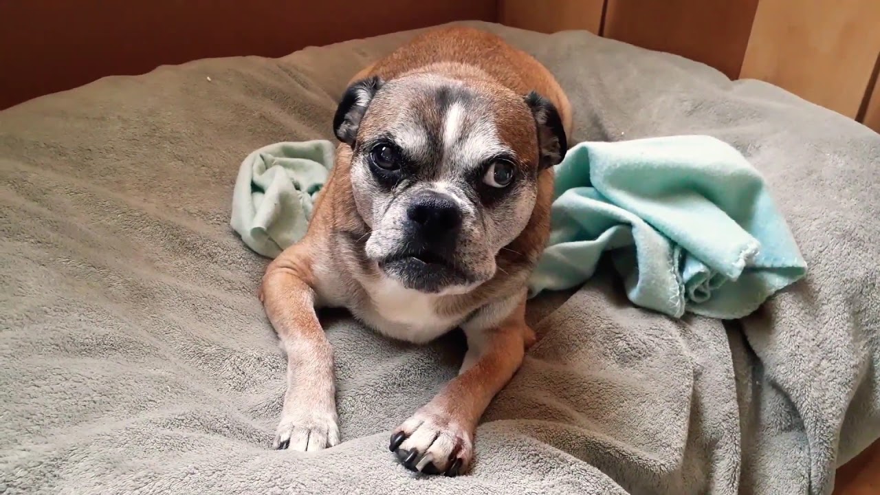Talking Mini♡bulldog "Hermie, say Momma" - YouTube