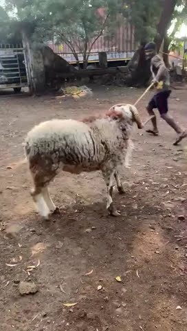 #shorts SHEEP ATTACKS ON MAN | MOST DANGEROUS VIDEO | INDIA - YouTube