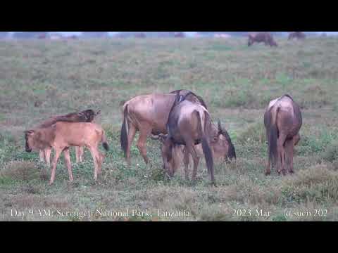 African Safari - 2023-03 day 9 AM pt 1 of 2 - Serengeti National Park, Tanzania (full length)