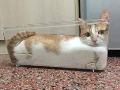 KUCING TERLUCU DI TIKTOK KUMPULAN KUCING SOUND MINK MINK MINK #VIRALTIKTOK #VIDEOTIKTOK #VIDEOKUCING