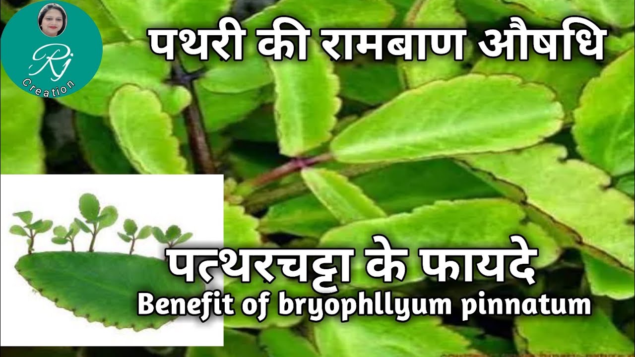 Patharchatta Plant kese lagaye !! Pathari ka ped !पत्थरचट्टा के फायदे ...