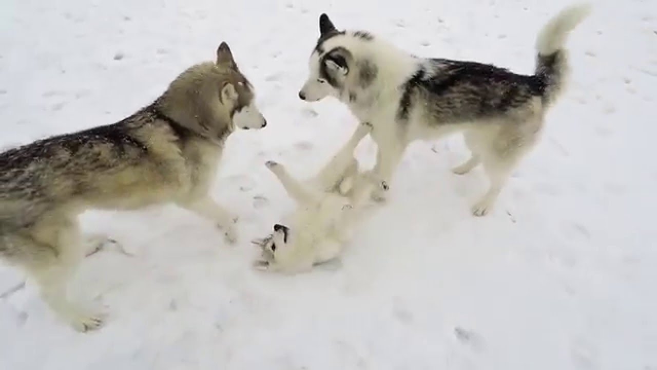 Baby Husky Fight! - YouTube
