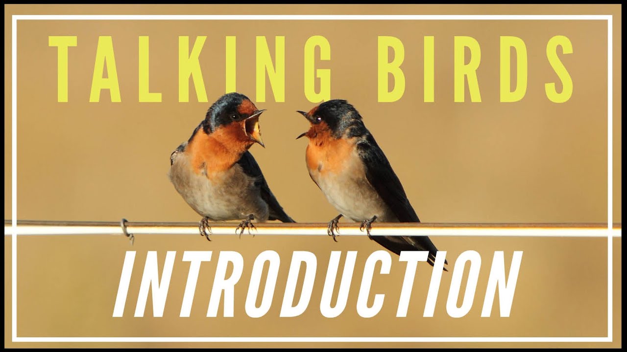 Talking Birds: Introduction - YouTube