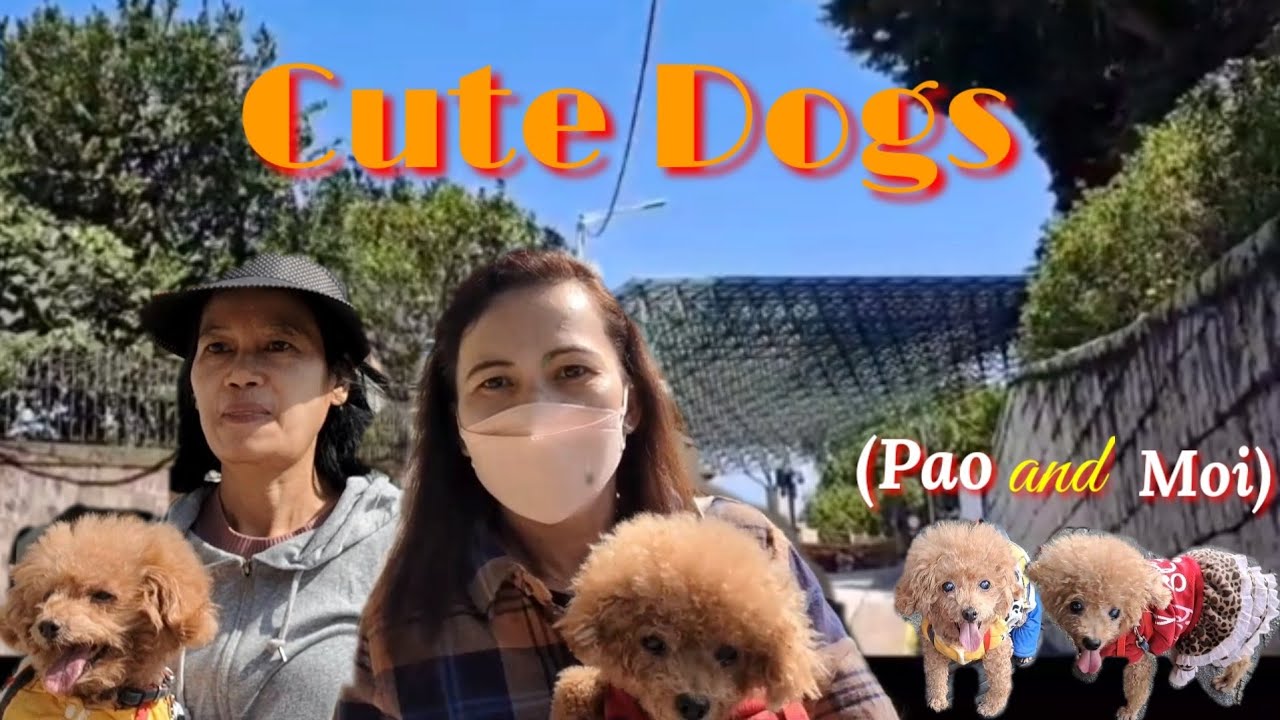Cute Dogs //Tagalog - YouTube