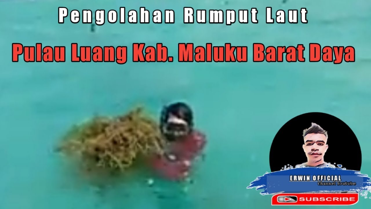 PROSES PANEN RUMPUT LAUT PULAU LUANG KABUPATEN MBD - YouTube