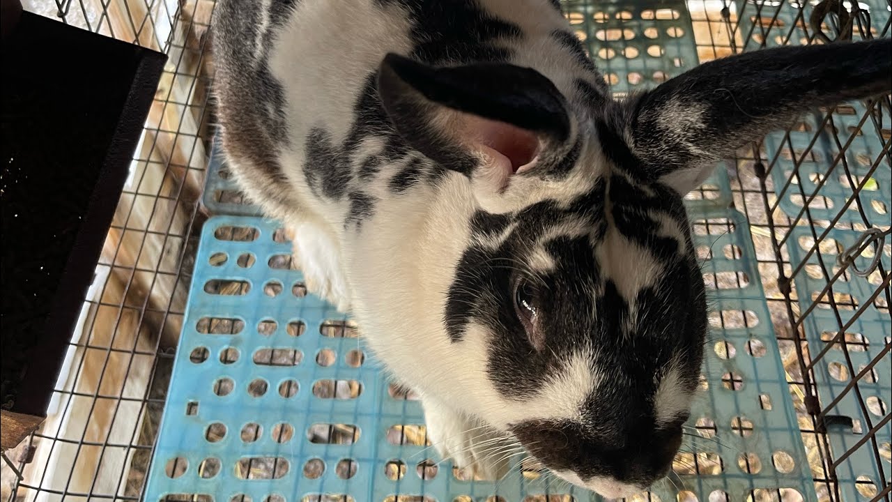 Como curar la sarna en conejos - YouTube