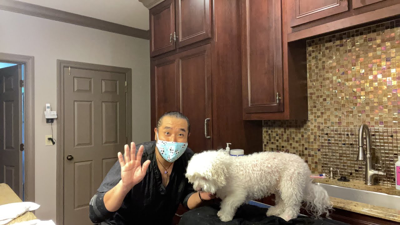 Fluff Drying a Bichon Frisée - YouTube
