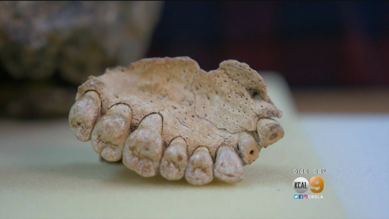 Fossil Shows Modern Humans Left Africa Earlier Than Thought - YouTube