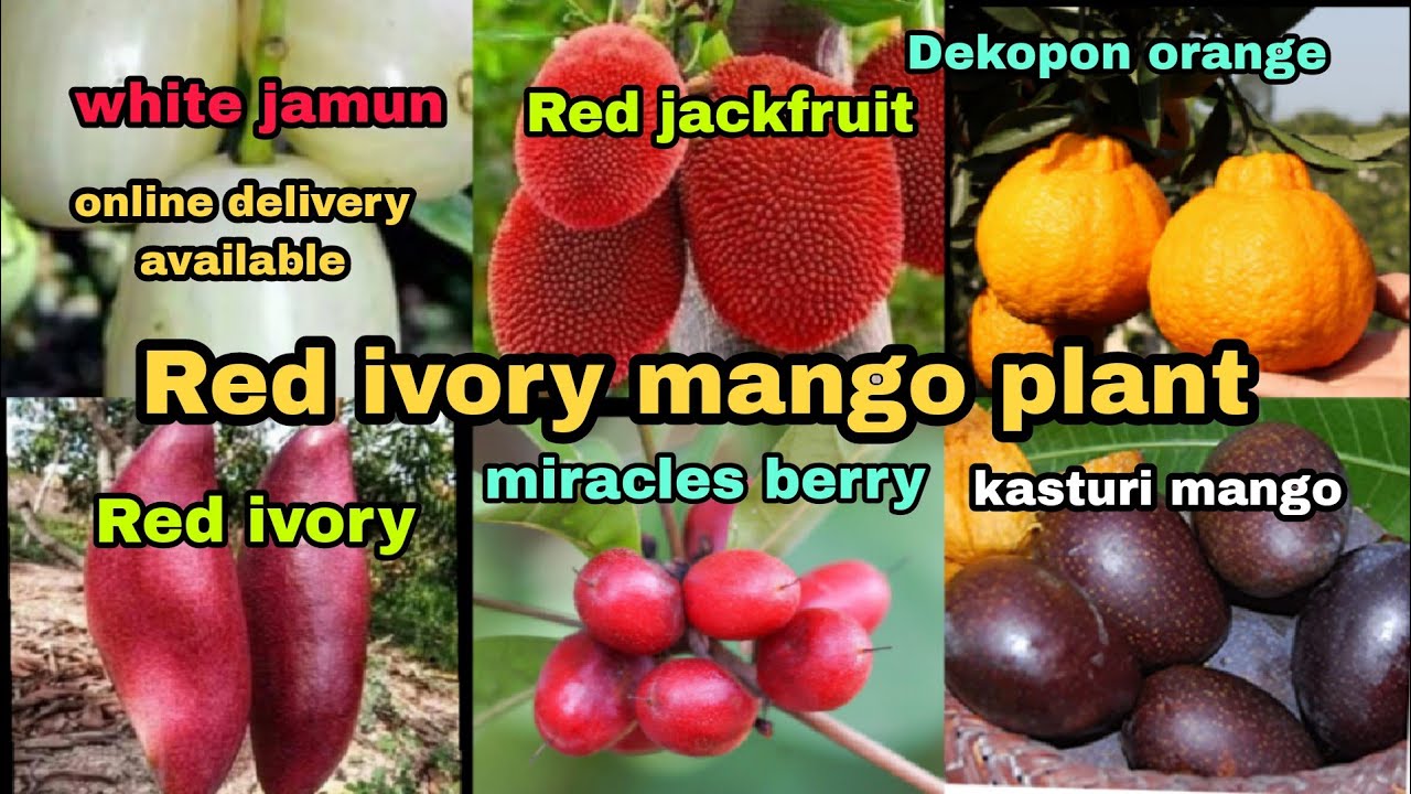 how to Red ivory mango plant Dekopon orange plant kasturi mango plant ...