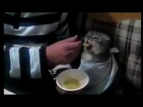 Dadaş pisik çorba içir