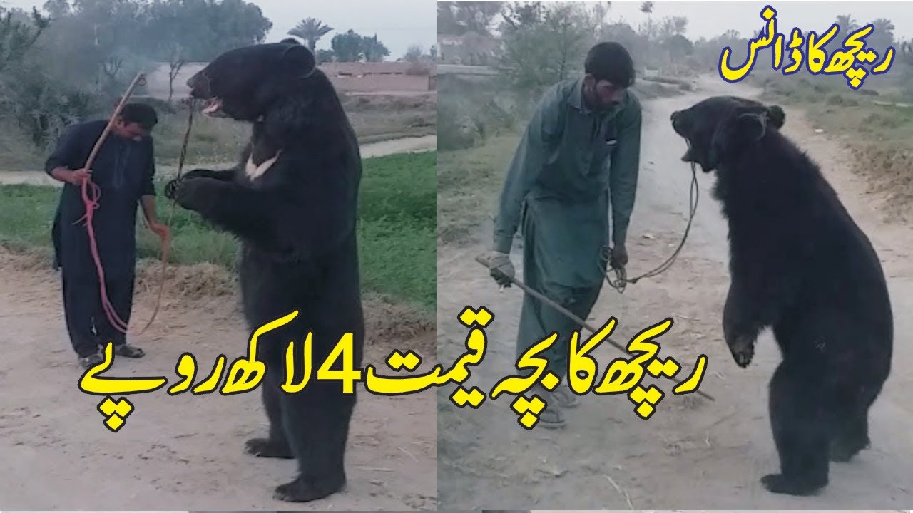 Bear Dance | Reech ka Tamasha | Reech ka Dance | Reech fight in ...