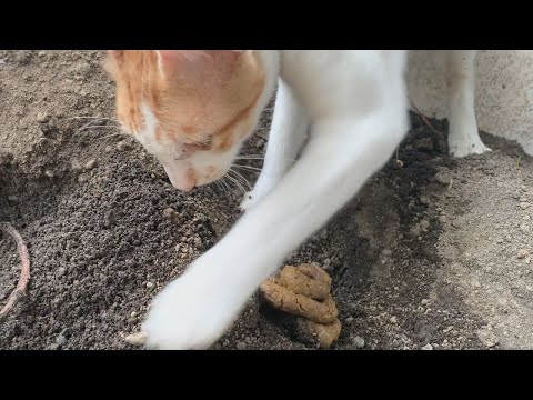 Video kucing ngising ....Hanya Hewan ini Yang Bisa Melakukannya