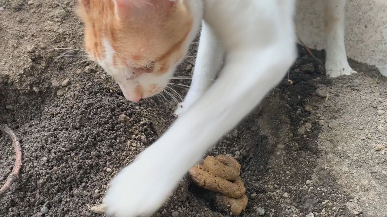 Video kucing ngising ....Hanya Hewan ini Yang Bisa Melakukannya - YouTube