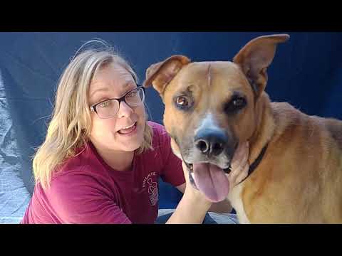A5297497 Hugh | German Shepherd/Boxer