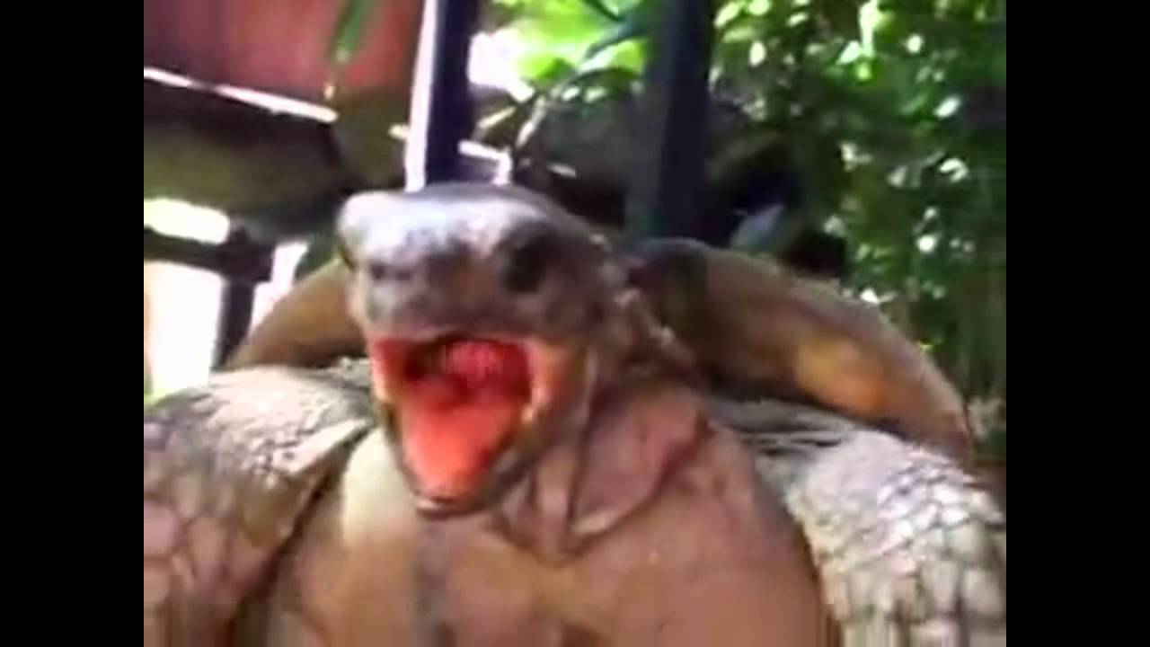 Turtle Ah Here, Leave it out! - YouTube