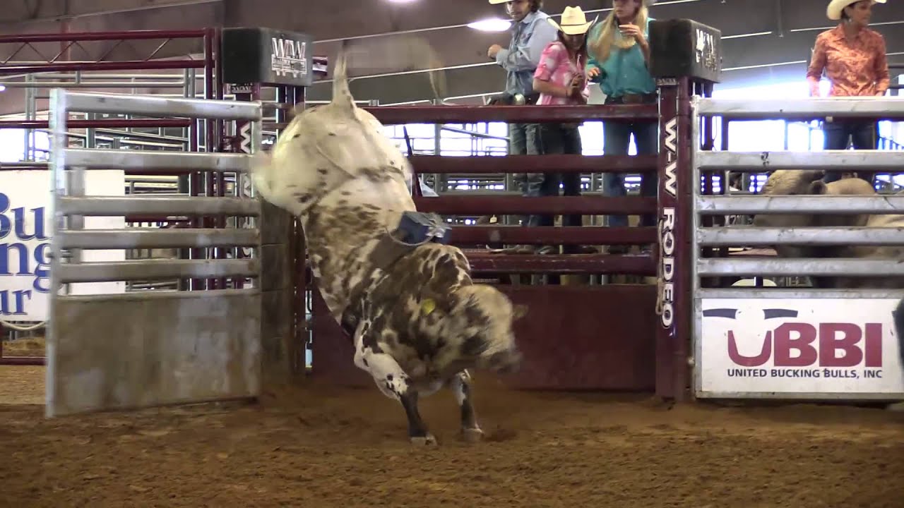 UBBI Battle of the Bull Womens Futurity August 2014 - YouTube