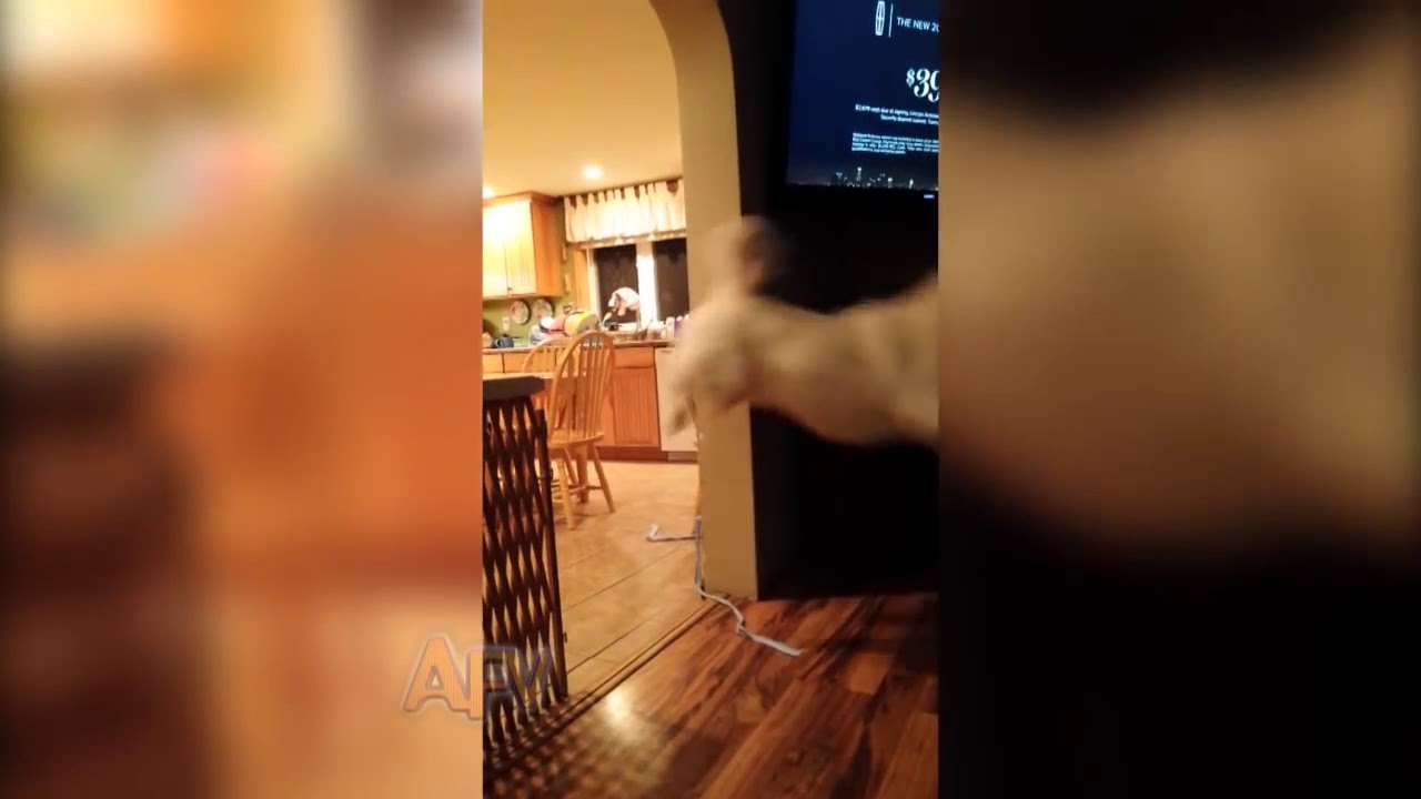 Dog is Used to Jumping Over the Gate - YouTube