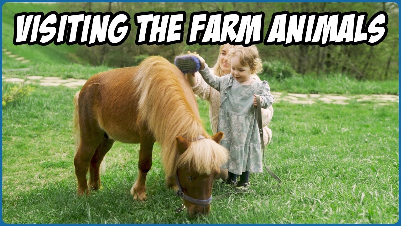 Fun Farm Animals | Cute Cows, Pigs, and More! | Compilation - YouTube