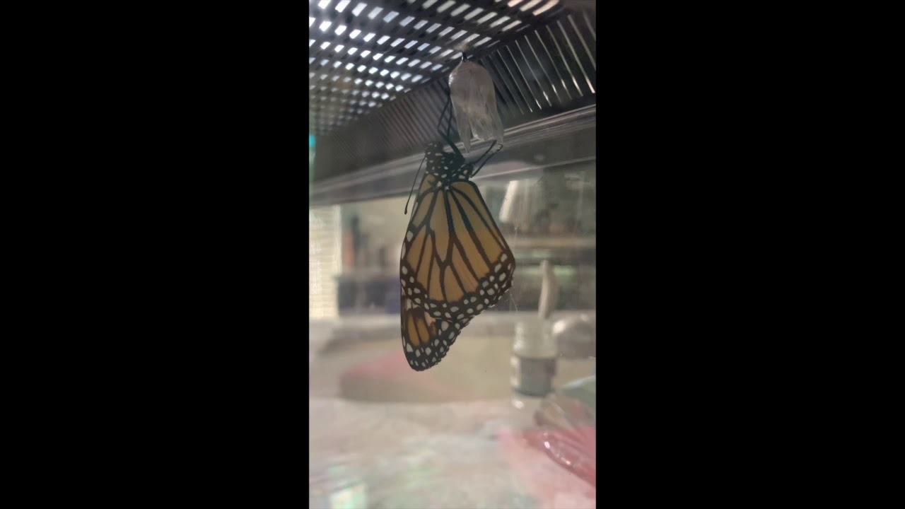 Butterfly Investigation Complete! - YouTube
