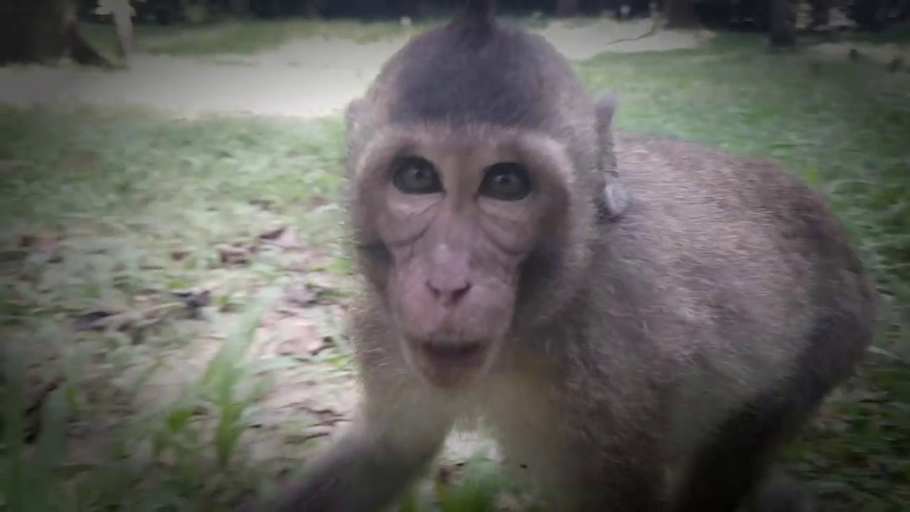 wow Best Funny and Cute Monkey Videos Compilation Daily Life $26 - YouTube