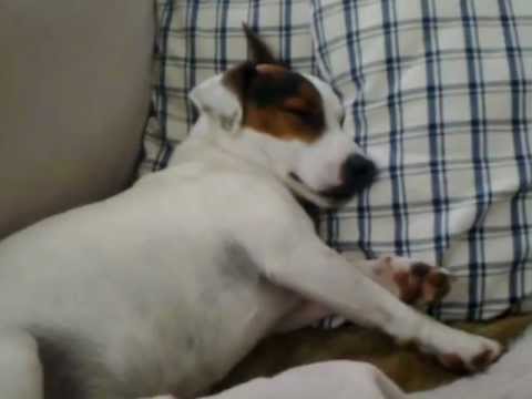 Hund schnarcht...nicht wecken !!!