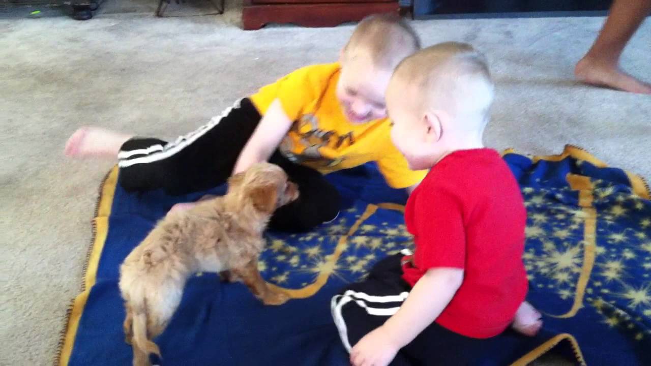 Puppy introductions "Is it a real Puppy?" - YouTube