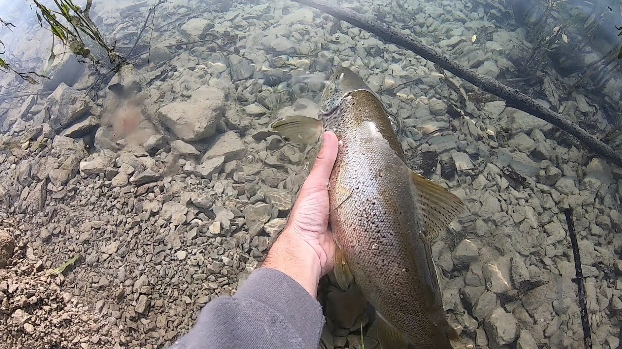 Pescando Trucha Común en un embalse precioso, todas GIGANTES!!!!! Hasta ...