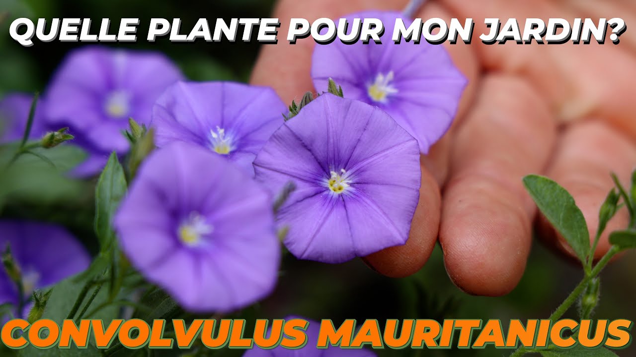 LE CONVOLVULUS MAURITANICUS ou LE LISERON BLEUE DE MAURITANIE - Quelle ...