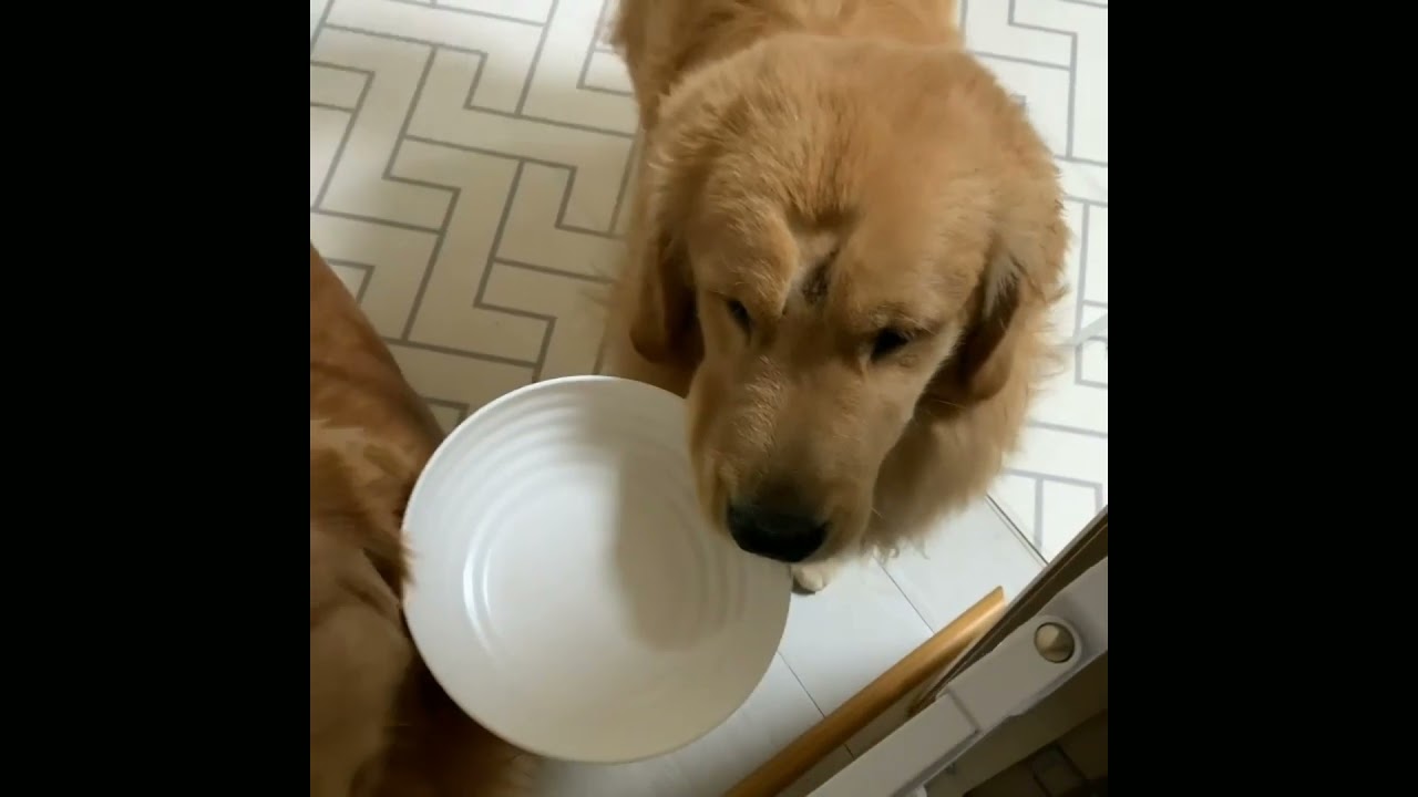 This is why doggies are so cute🐕 | Funniest dogs😂 | Yee haw - YouTube