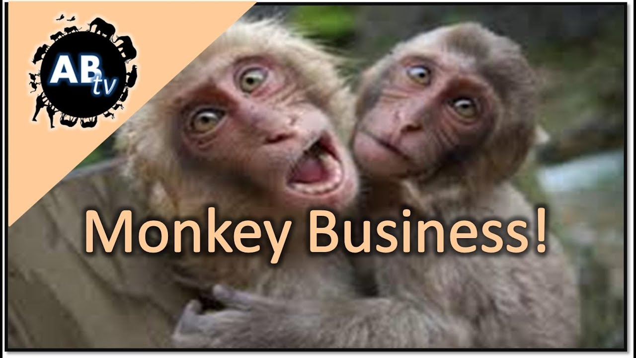 Monkey Work Quotes 48 Monkey Business Ideas | Funny Good Morning