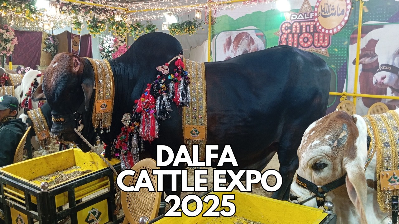 DALFA Cattle Expo 2025 Walkthrough - Cattle Pt. 1 | #dalfa #expo # ...