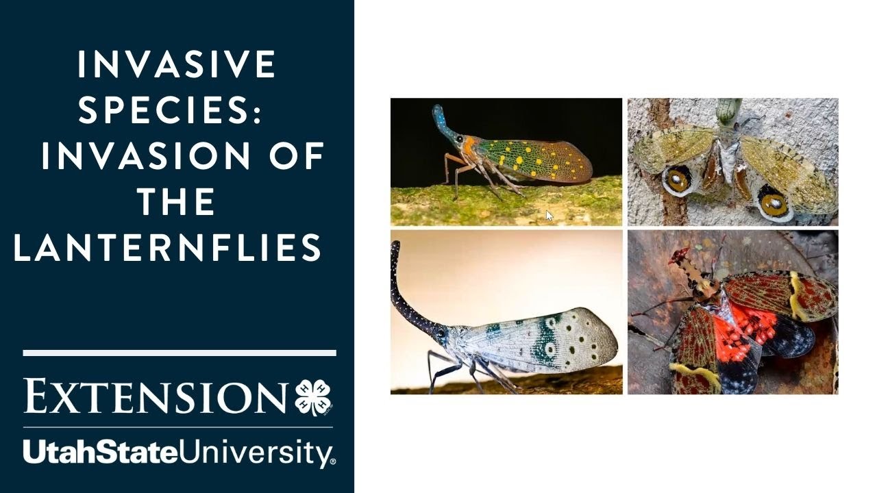 Invasive Species: Invasion of the Lanternflies: Response and Impact in ...