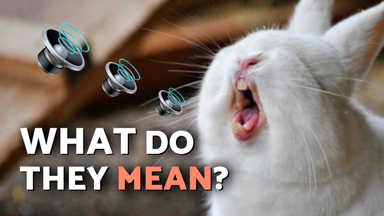 8 SOUNDS RABBITS Make and Their Meaning 🔉🐰 Learn What They're Trying to ...