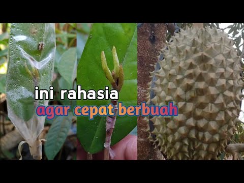 cara baru tanam durian dari biji agar cepat berbuah - YouTube