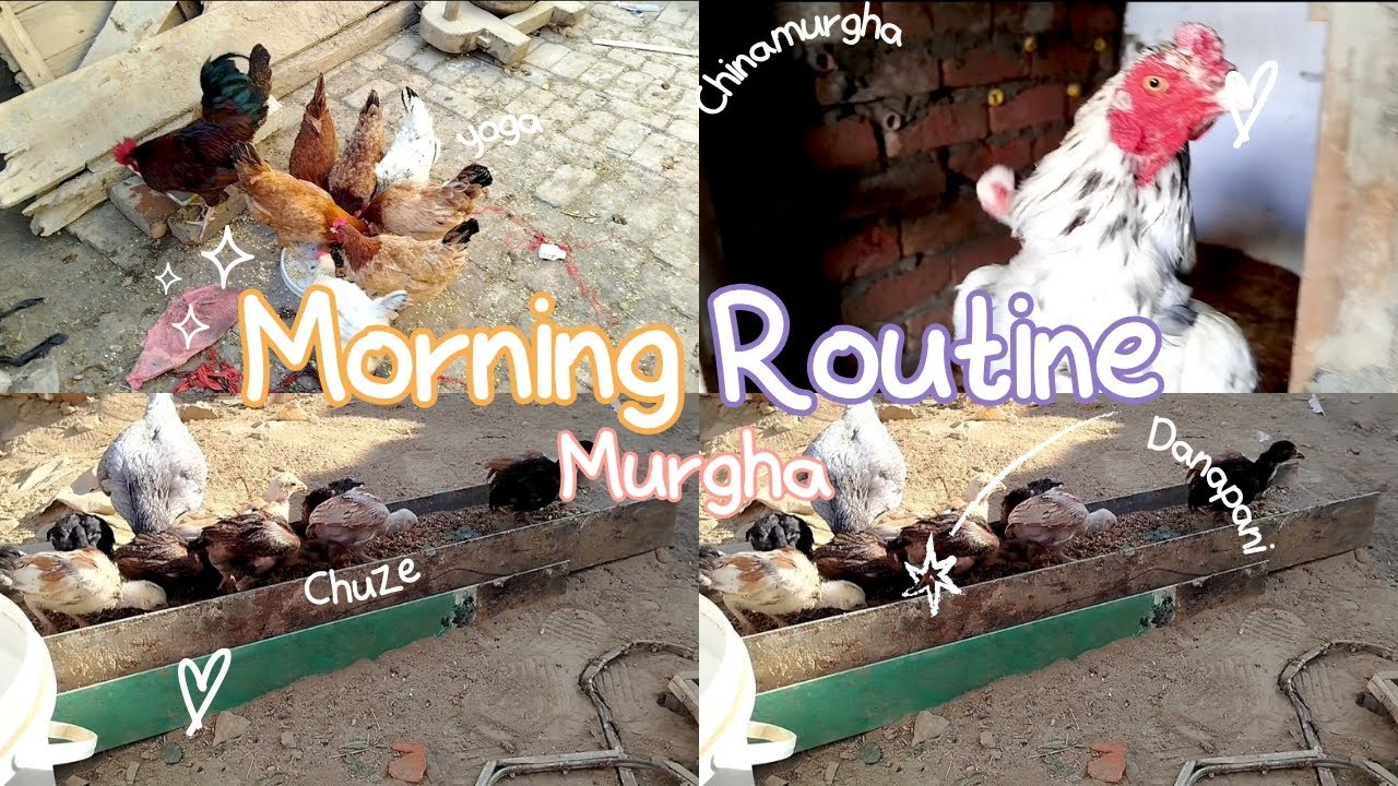 murgha chuza breed||| murgha daily routine vlogs no 27||| murgha lover ...